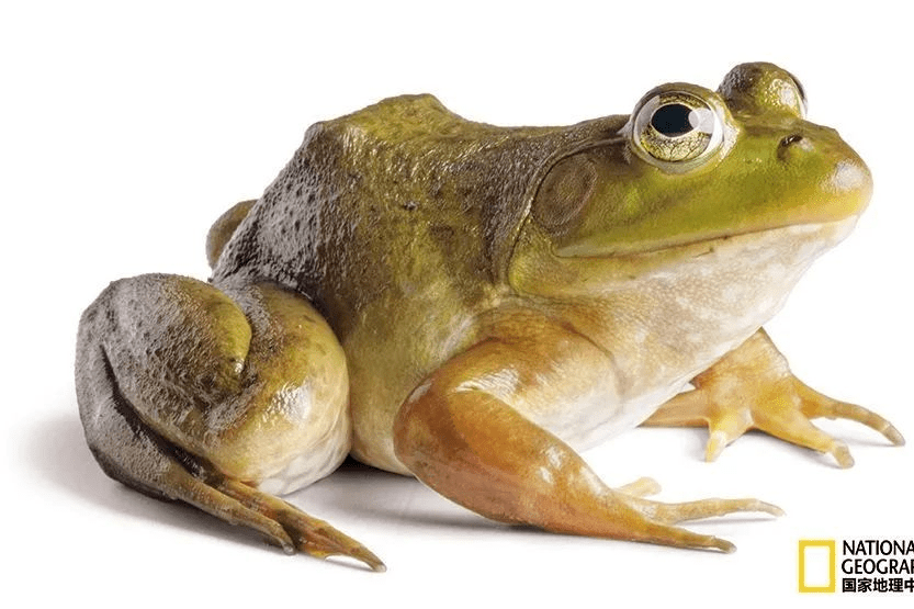 科普丨外来入侵物种之牛蛙_美国_养殖_我国