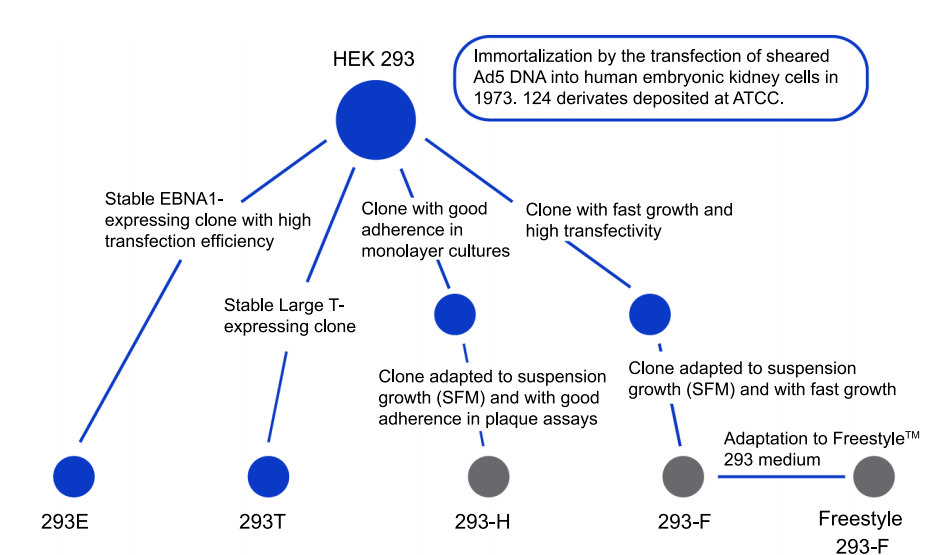 浅析SV40LTA&E1A残留DNA的法规监管和定量分析方法_细胞_检测_病毒