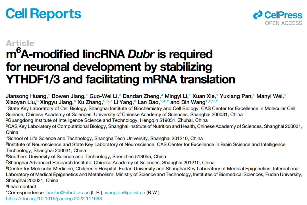Cell子刊：鲍岚团队揭示m6A修饰lncRNA调控神经发育的分子机制_Dubr_研究_蛋白