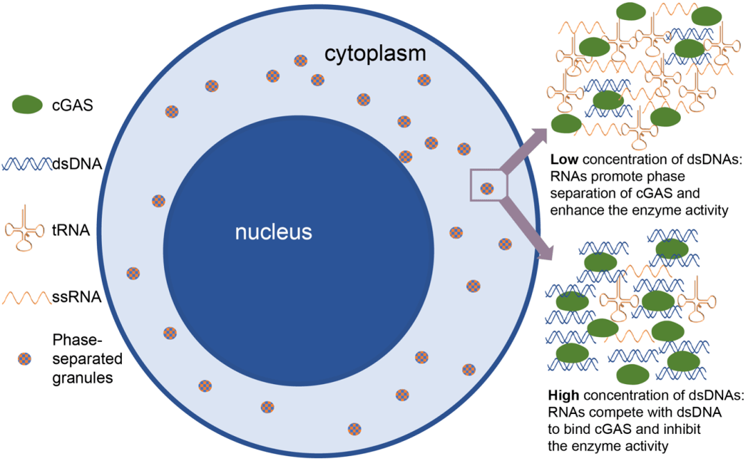 清华大学向烨团队合作发现RNA通过相分离调节cGAS活性的全新机制_dsDNA_浓度_Xia