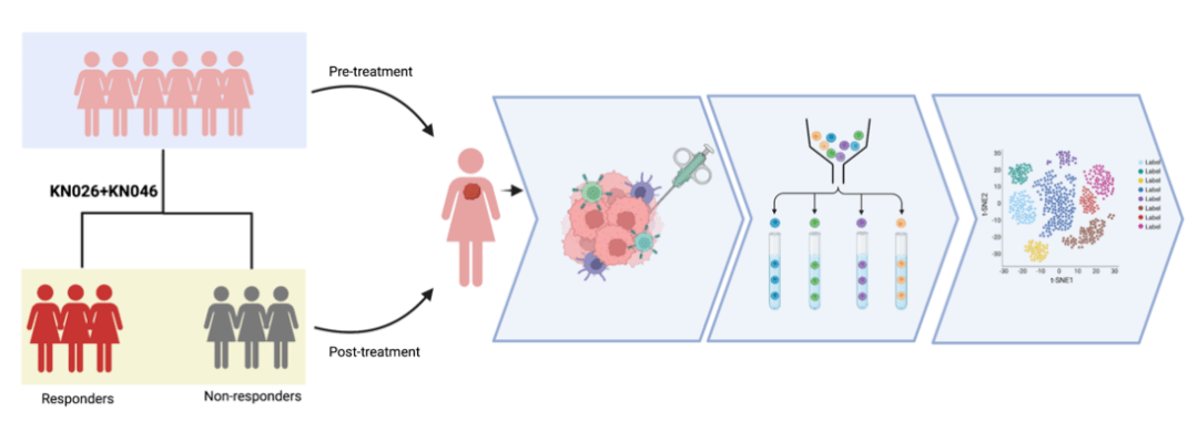 SABCS中国之声丨刘洁琼教授团队：KN046＋KN026两种双抗联合治疗晚期HER2阳性乳腺癌的单细胞测序分析结果_患者_研究_临床