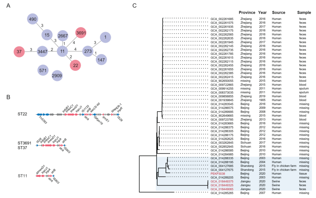 柳叶刀子刊：北大沈宁团队基于国产纳米孔测序平台发表临床多重耐药研究新发现_基因_tmexCD