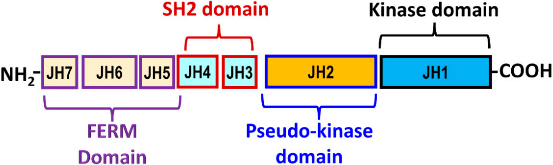 新一代JAK抑制剂将走向何方？_激酶_选择性_的作用