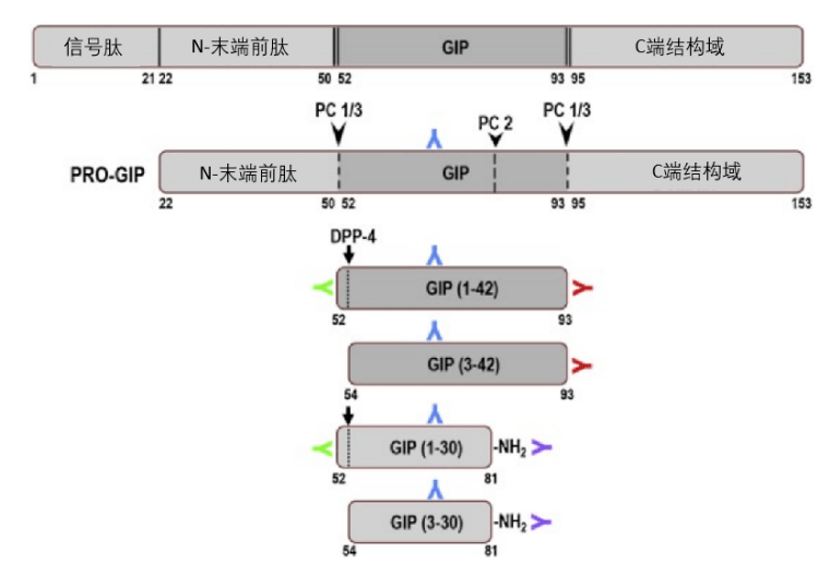 洪天配教授带您聚焦GIP如何参与血糖稳态调节_研究_剪切_胰岛素
