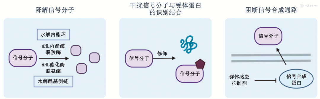 【综述】群体感应调控细菌耐药的机制_LuxI_系统_抗菌素