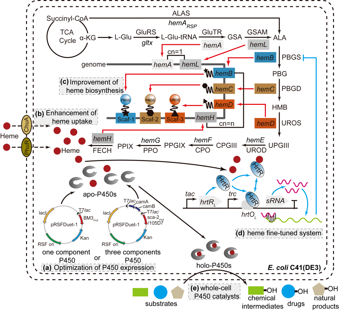 江南大学陈坚院士团队赵鑫锐AS：构建精细调控血红素合成的大肠杆菌用于制备高效全细胞P450酶催化剂_策略