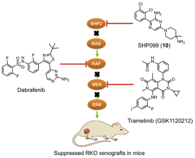 与KRAS和PD-1等联用，SHP2背水一战？_通路_信号_研究