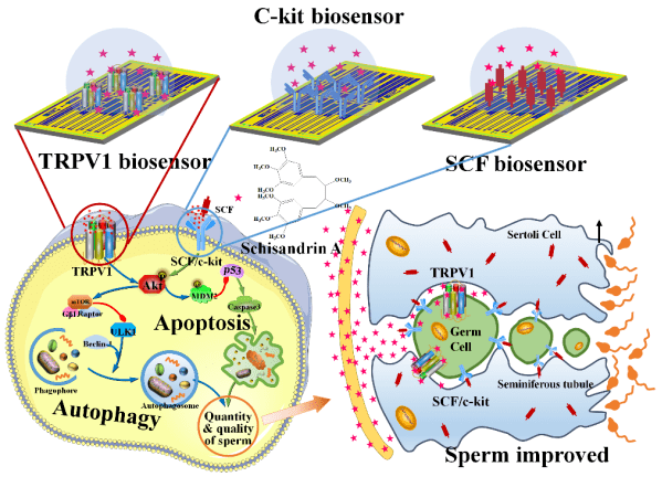 【APSB推荐】基于SCF/c-kit和TRPV1生物传感器的五味子甲素调节少弱精子症自噬和凋亡相互作用进展_Sinica_机制_关键