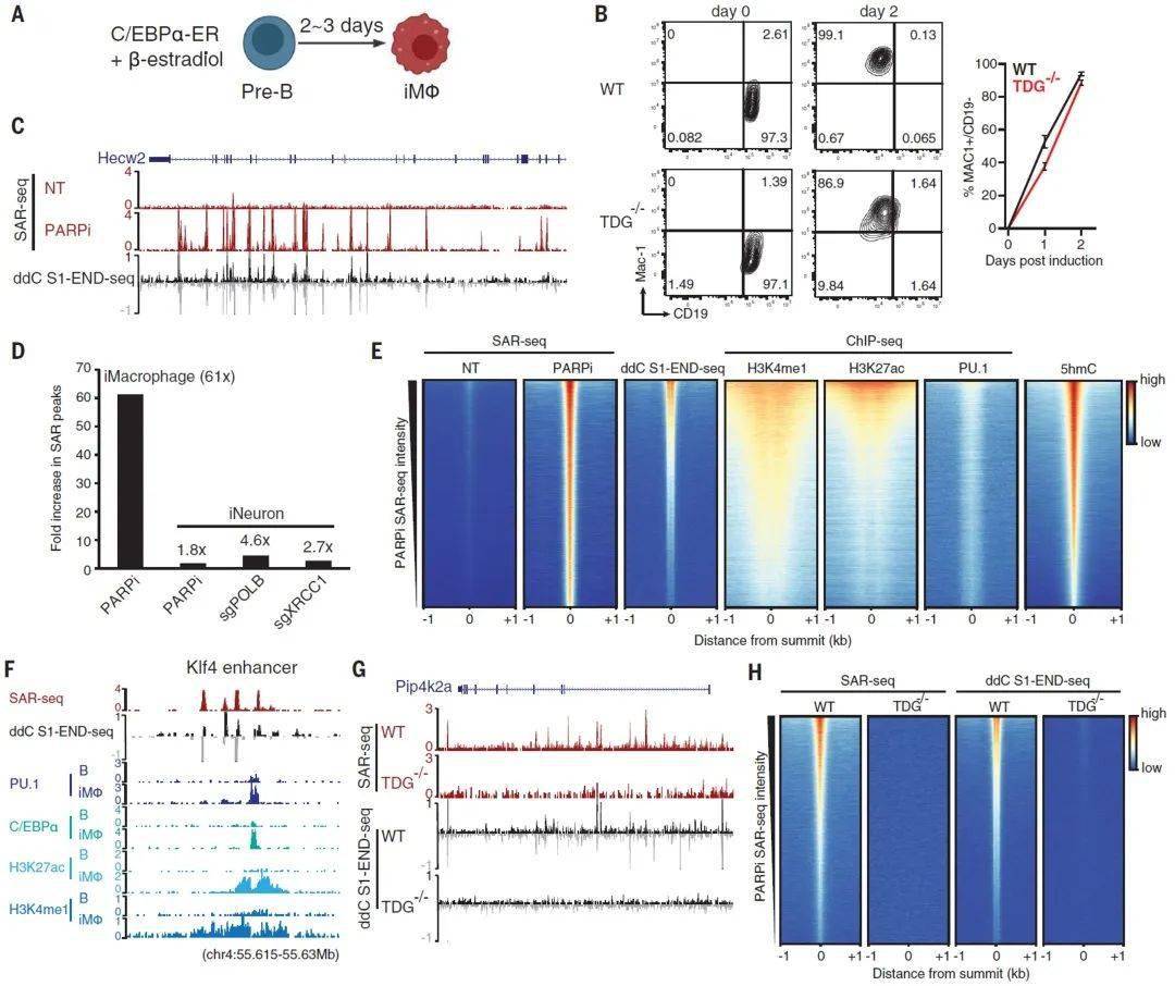 Science：DNA主动去甲基化促进细胞命运决定和DNA损伤响应_神经元_caC_单链