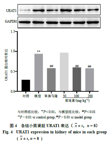 基于URAT1蛋白表达研究小檗碱对高尿酸血症小鼠炎症反应及氧化应激的影响_水平_批号_疾病