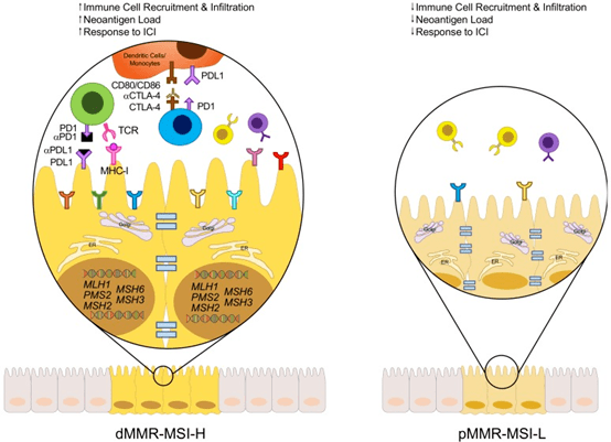 MSI-H/dMMR：免疫治疗最具价值的生物标志物，NGS颠覆传统MSI检测方法_患者_帕博利_肿瘤