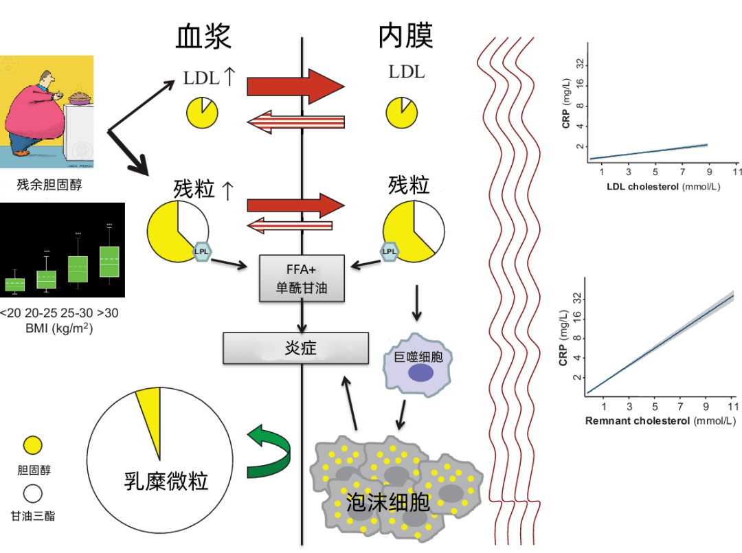 血脂不能只关注总胆固醇、LDL-C...这个指标也与 ASCVD 风险有关！_降低_血浆_水平