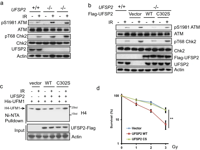 转载 | 封面文章点评：Dynamic recruitment of UFM1-specific peptidase 2 ……_Fig_Jia ...