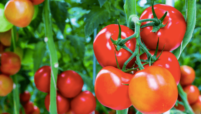 Turkish tomato export ban lifted_the_on_and