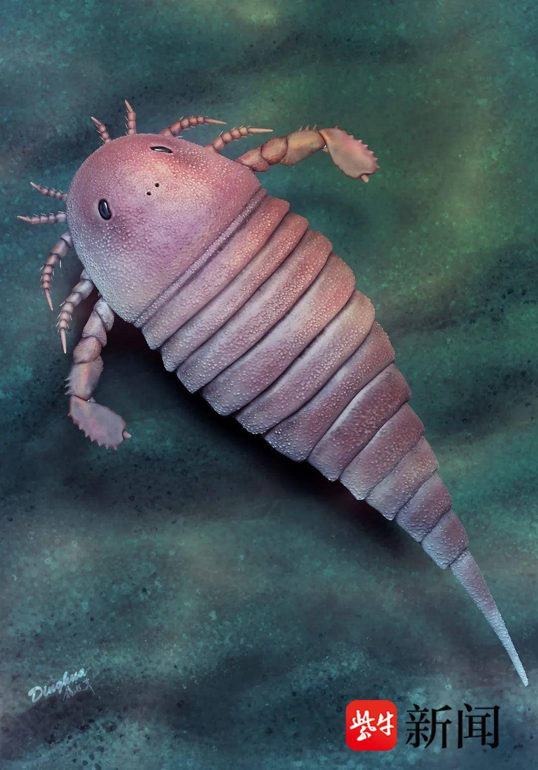 浙江奥陶纪末安吉生物群发现中国最古老板足鲎化石_研究_多样性_形态