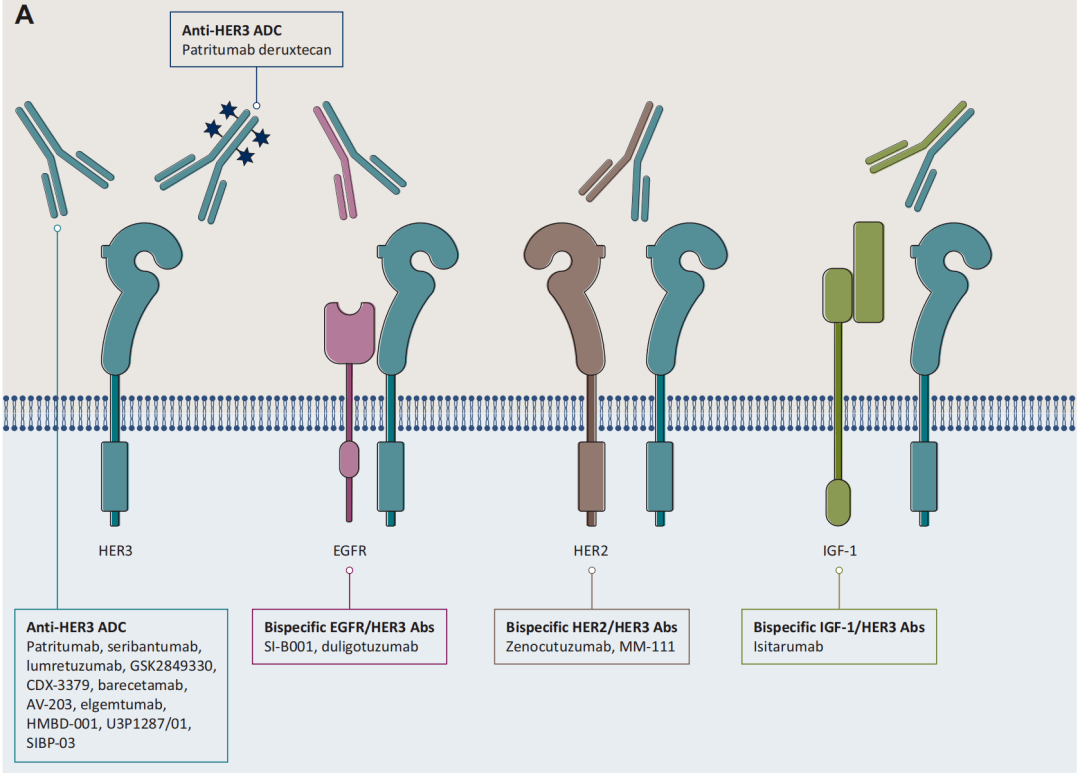 王曦教授：ADC新秀HER3-DXd早期治疗的研究进展丨ESMO BC 2023_CelTIL_差异_部分