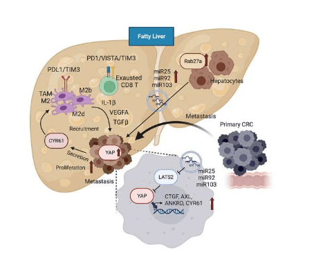 Cell Metabol：揭示脂肪肝促进结直肠癌扩散的分子机制_患者_研究人员_临床