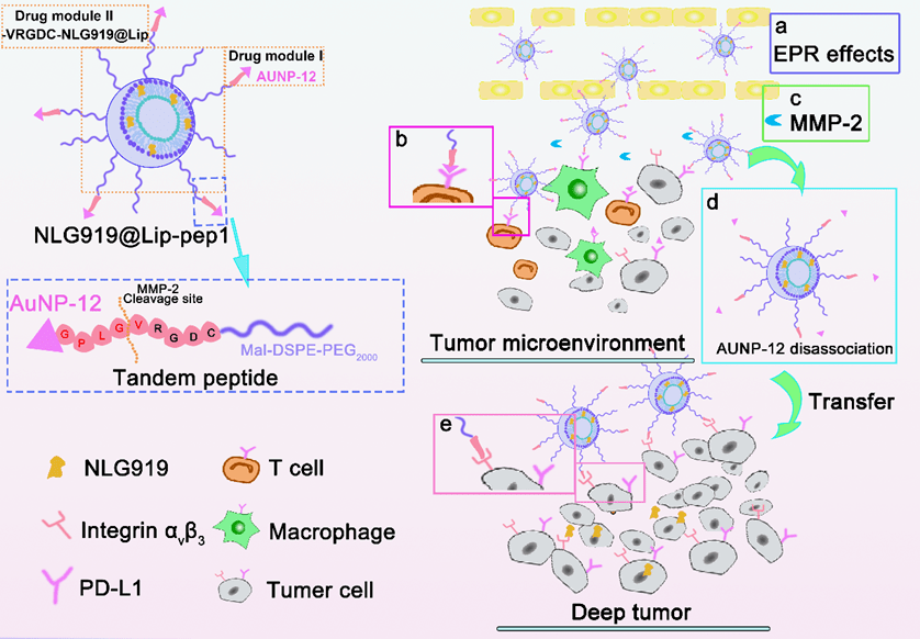 【APSB推荐】MMP-2响应性级联靶向脂质体用于乳腺癌免疫抑制微环境重塑_细胞_青年_药学