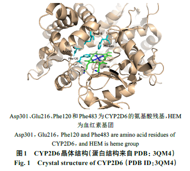 CYP2D表达与功能调控及其在药物和内源性物质处置中的作用_代谢_Cyp_家族