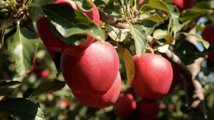 Washington apple exports down 21.2%_year_have_this