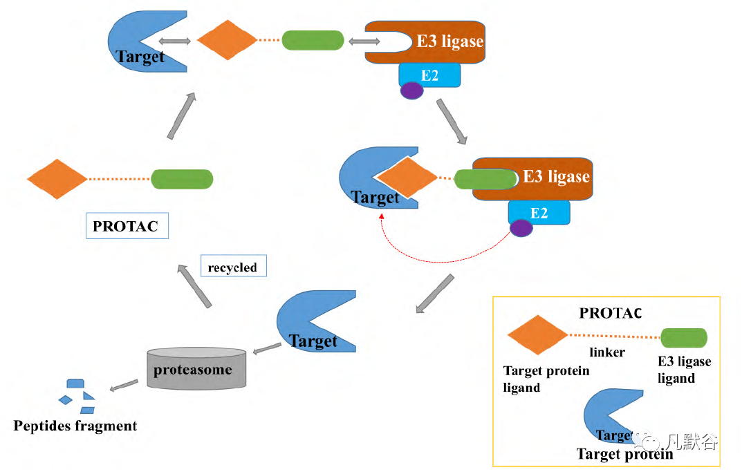 可控性蛋白降解靶向嵌合体（PROTACs）技术研究进展_目的_The_分子