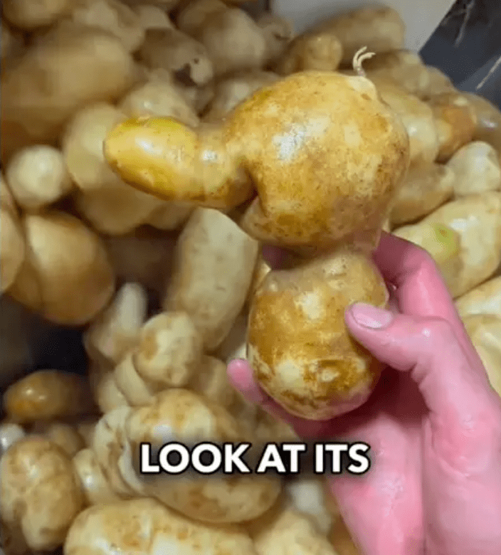 农产品长得丑只能做饲料？加国农民决定免费赠送_赫佩尔_活动_马铃薯